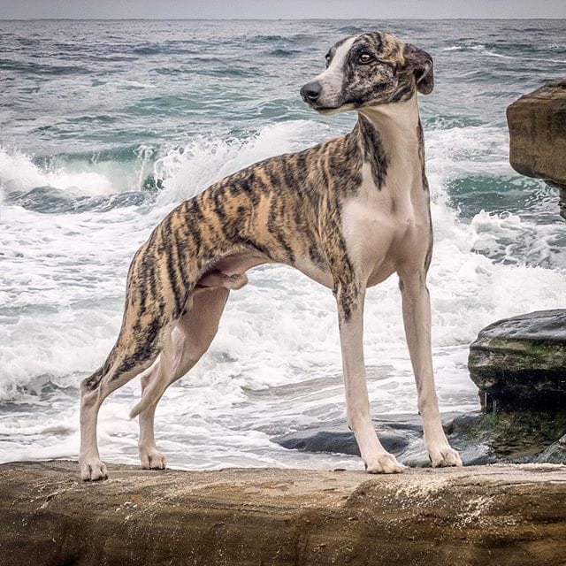 14 Cool Facts About Greyhounds - PetPress