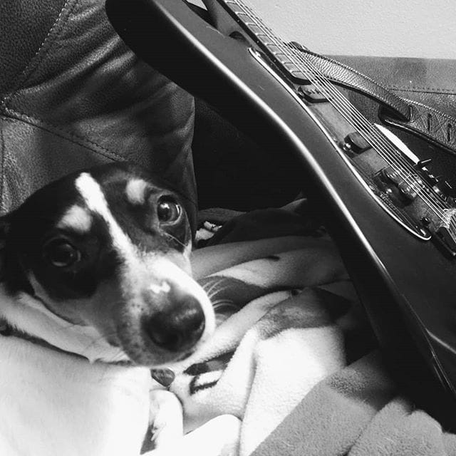 14 Fun Facts About Toy Fox Terriers - PetPress