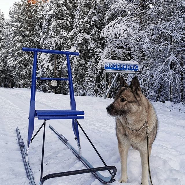 14 Things You Didn’t Know About the Norwegian Elkhound - PetPress