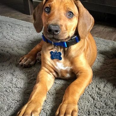 14 Facts About Rhodesian Ridgebacks - PetPress