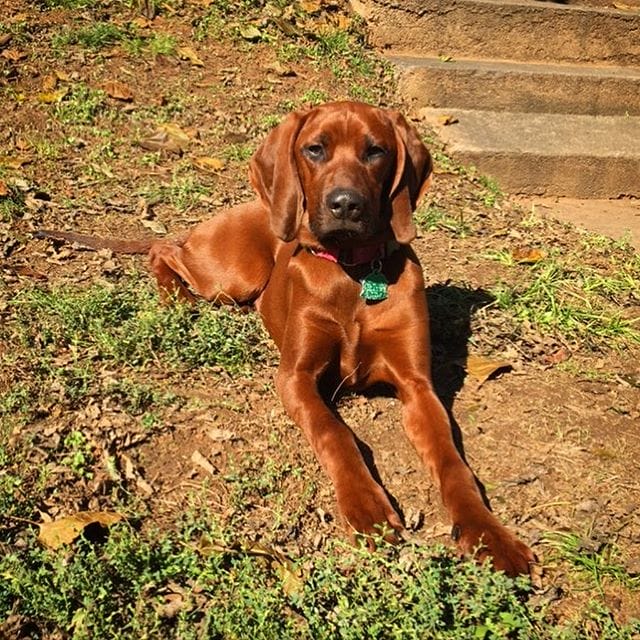 14 Things You Didn’t Know About the Redbone Coonhound - PetPress