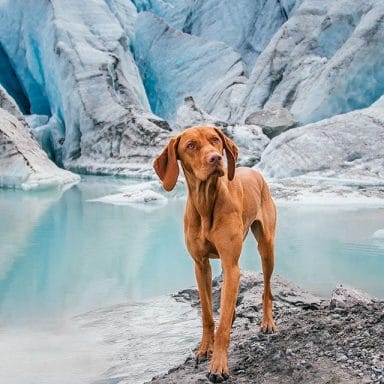 14 Intriguing Facts About the Vizsla - PetPress