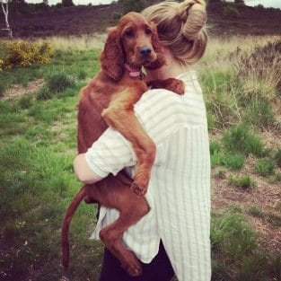 14 Fun Facts About the Irish Setter - PetPress
