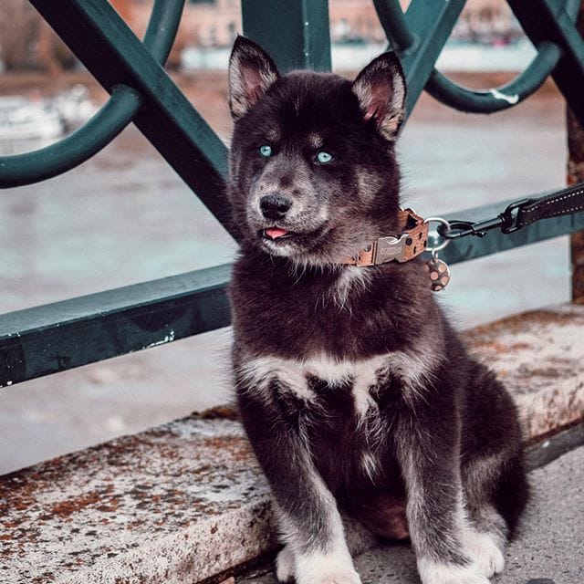 14 Husky Facts That Will Astound You - PetPress