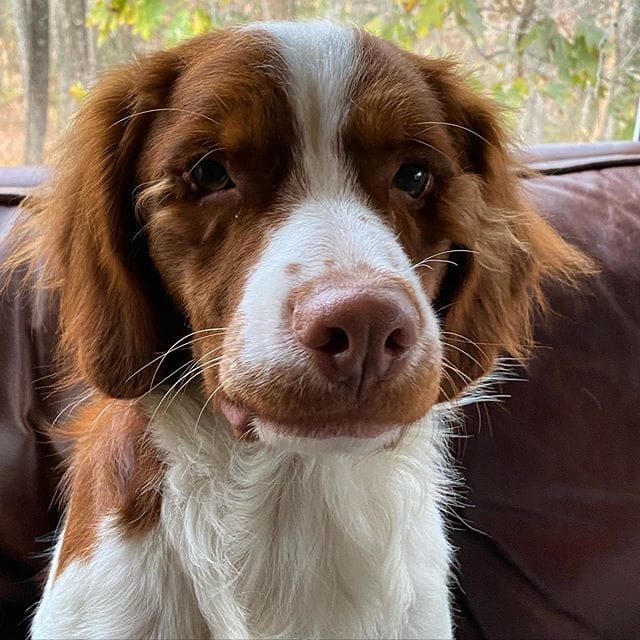 14 Amazing Facts About the Brittany Dog - PetPress