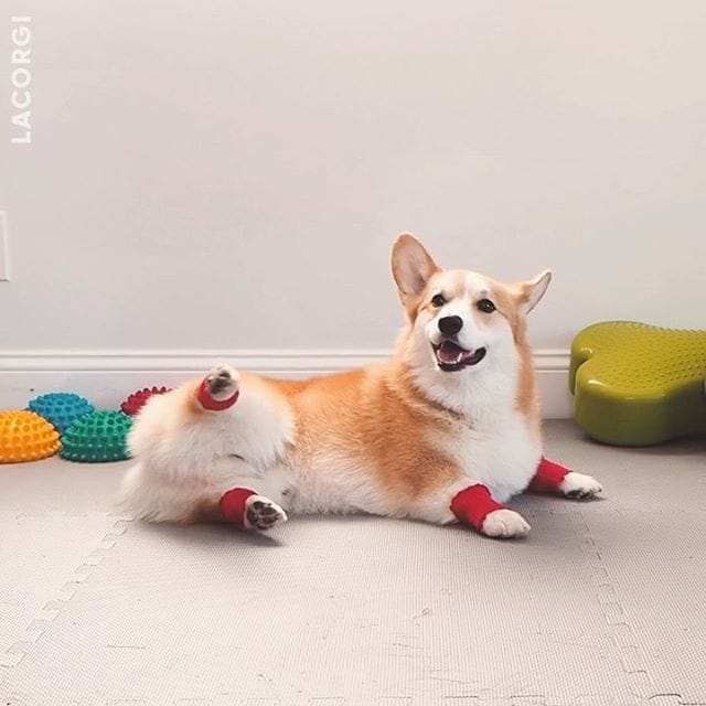 14 Corgi Facts That Make Them The Best Pets - PetPress