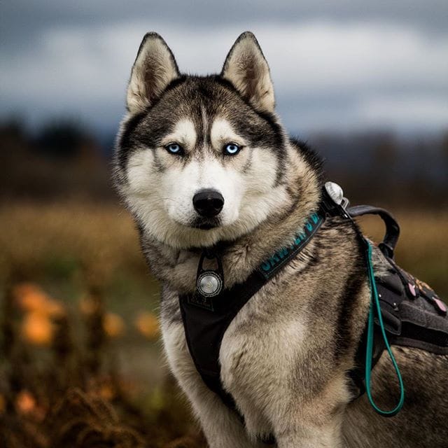 14 Husky Facts That Will Astound You - PetPress