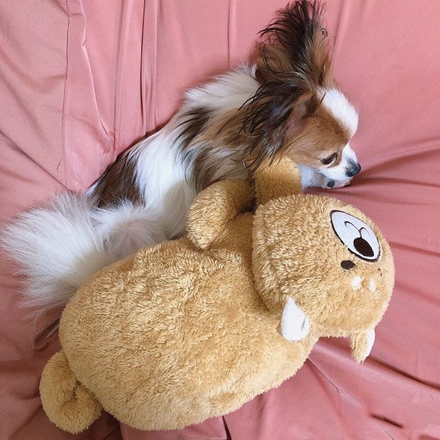 14 Things You Need To Know About The Papillon - PetPress