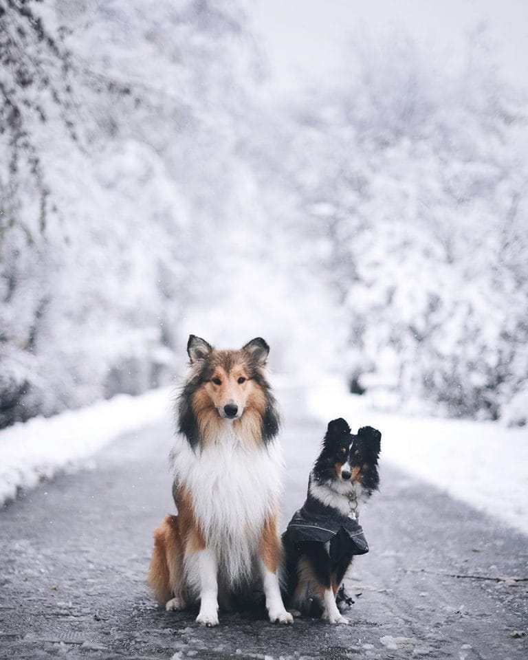 14 Bright Facts About Collies And Why We Love Them - PetPress