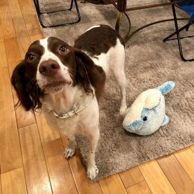 14 Amazing Facts About the Brittany Dog - Page 2 of 3 - PetPress