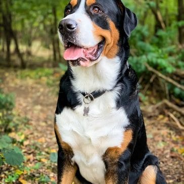 14 Interesting Facts About Greater Swiss Mountain Dogs - PetPress