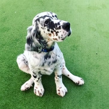 14 Amazing Facts About English Setters - PetPress