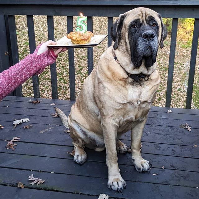 14 Facts About the Mastiff You Should Care About - PetPress