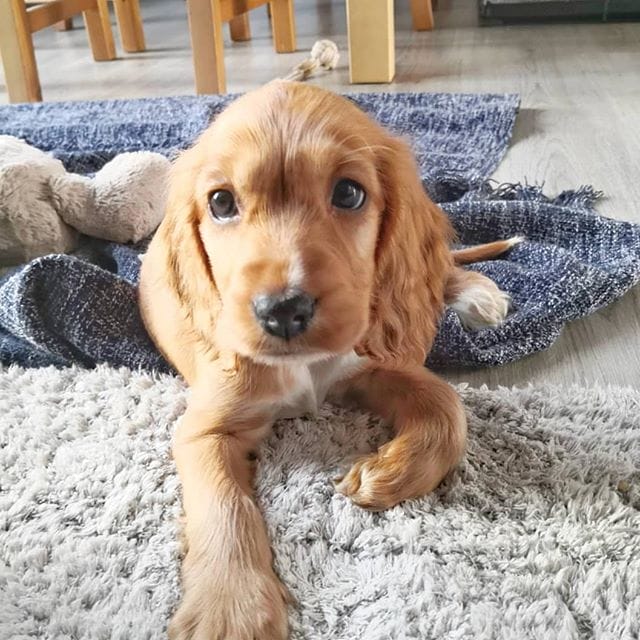 14 Things You Didn’t Know About the Cocker Spaniel - PetPress