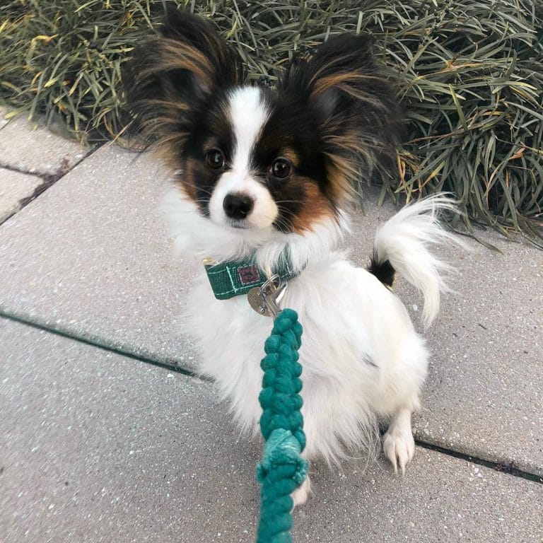 14 Things You Need To Know About The Papillon - PetPress