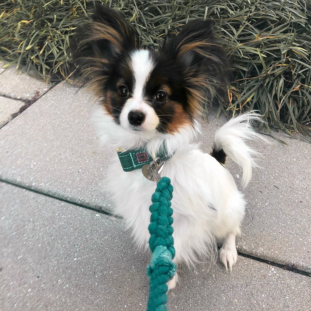 14 Things You Need To Know About The Papillon - PetPress