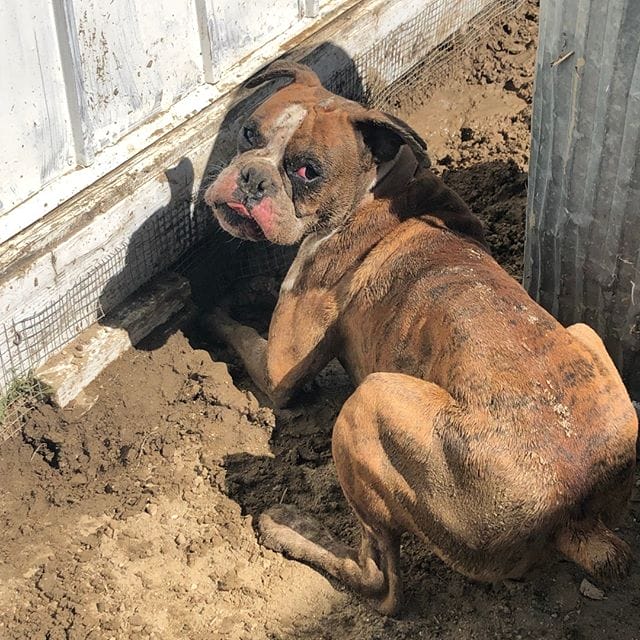 14 Cool Facts About the Boxer Dog - PetPress