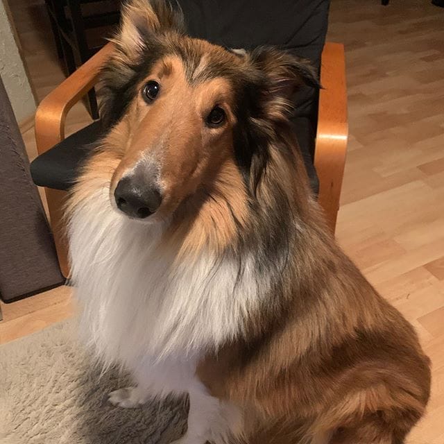 14 Bright Facts About Collies And Why We Love Them - PetPress