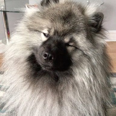 14 Reasons Why The Keeshond Totally Owns The Nickname The Smiling ...