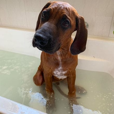 14 Facts About Rhodesian Ridgebacks - PetPress