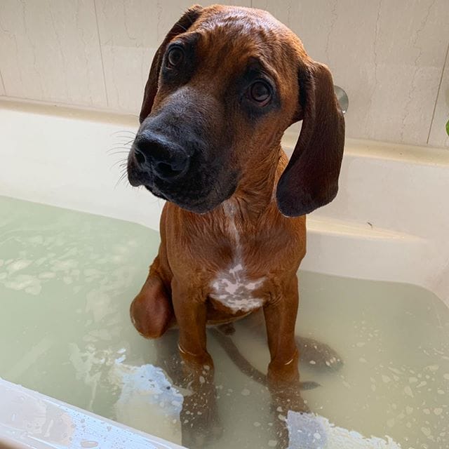 14 Facts About Rhodesian Ridgebacks - PetPress