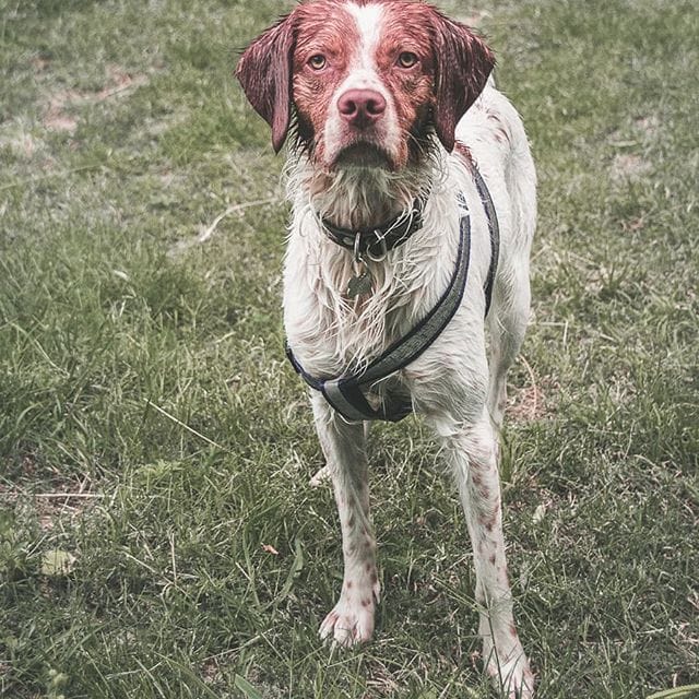 14 Amazing Facts About the Brittany Dog - Page 2 of 3 - PetPress