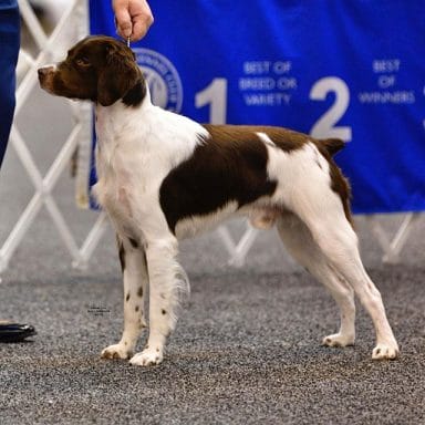 14 Amazing Facts About the Brittany Dog - Page 2 of 3 - PetPress