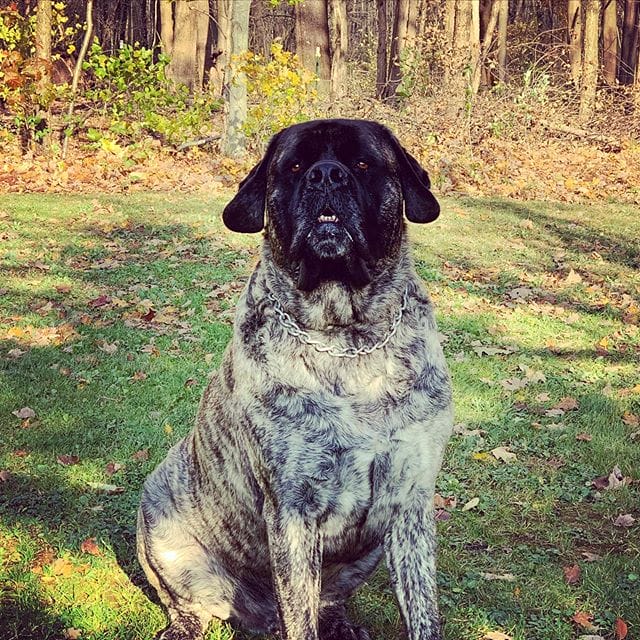 14 Facts About the Mastiff You Should Care About - Page 2 of 3 - PetPress