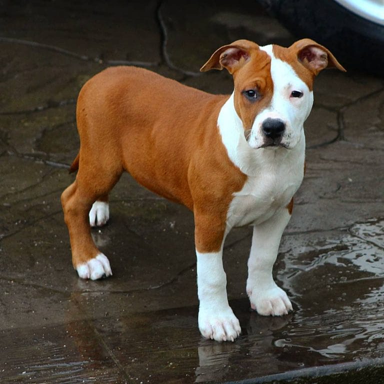 14 Interesting Facts About American Staffordshire Terriers - PetPress