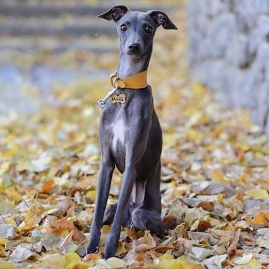 14 Quick Facts About Whippets - PetPress
