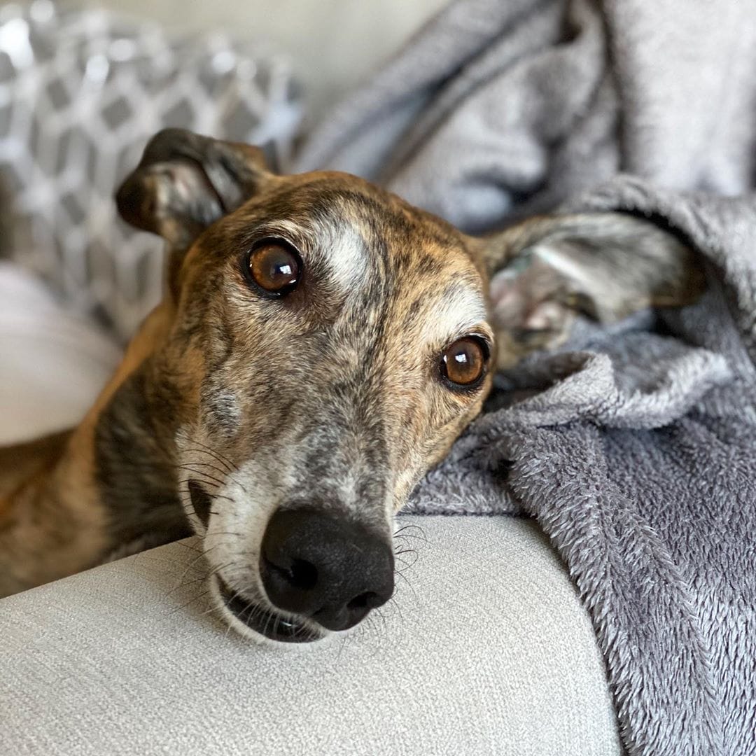 14 Cool Facts About Greyhounds - PetPress