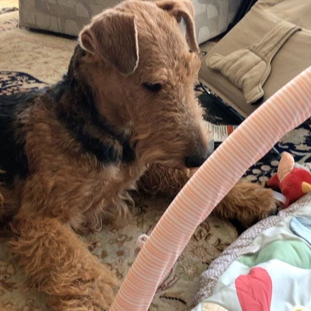 14 Versatile Facts About Airedale Terriers - PetPress