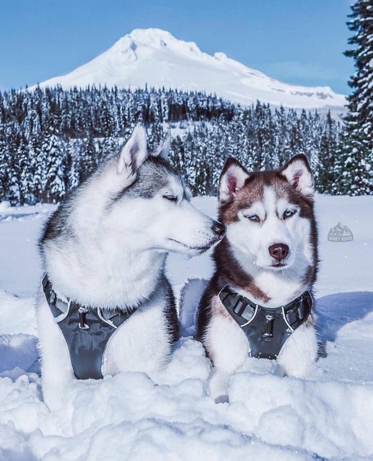 14 Husky Facts That Will Astound You - PetPress