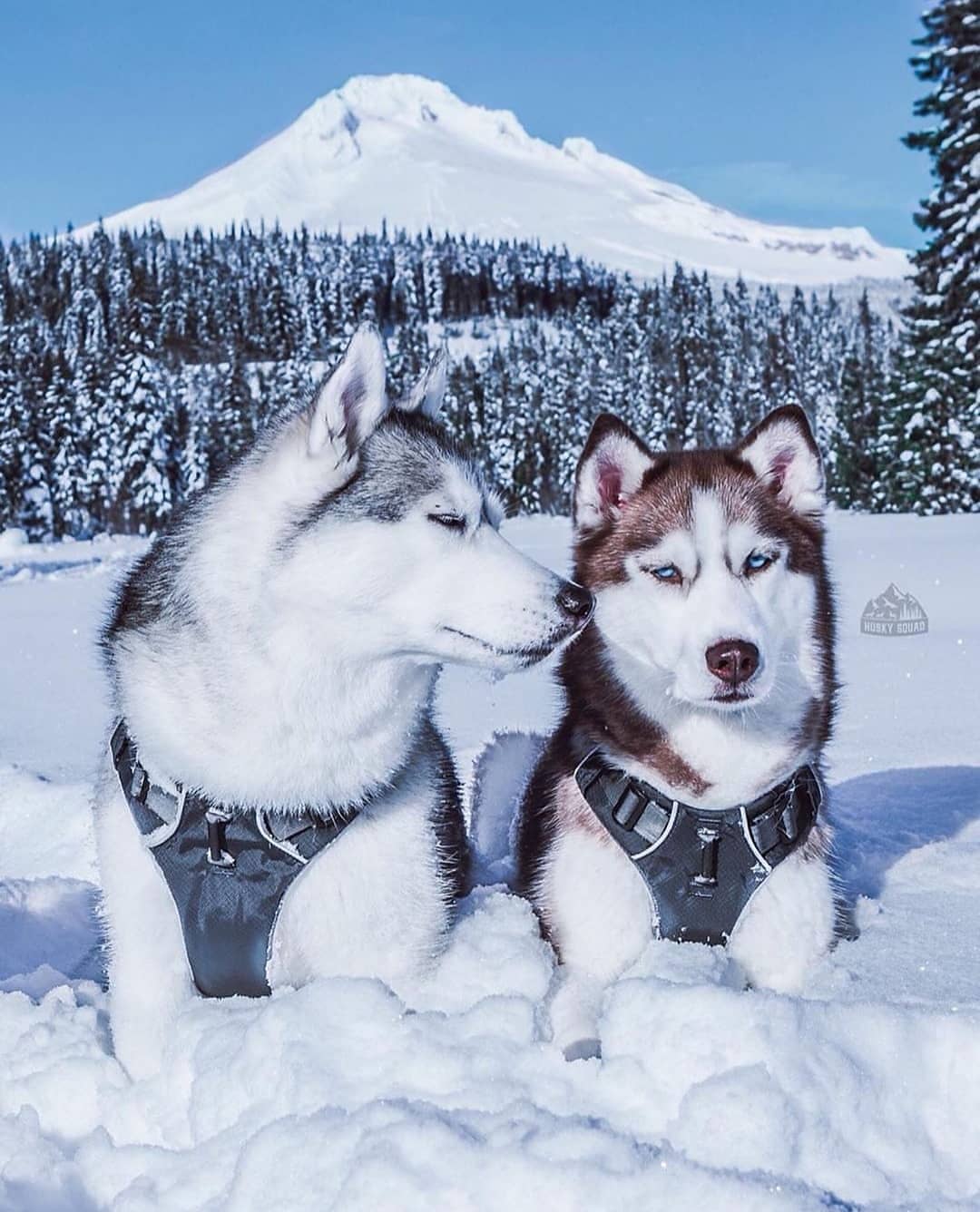 14 Husky Facts That Will Astound You - PetPress