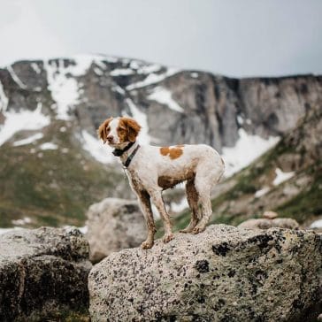 14 Amazing Facts About the Brittany Dog - PetPress