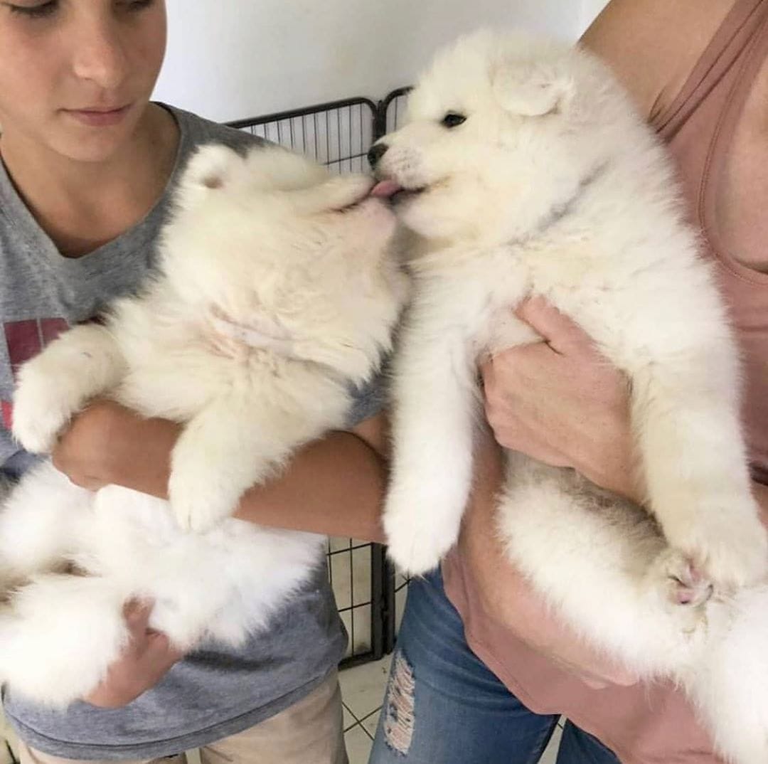 14 Fascinating Facts About the Samoyed Dog Breed - PetPress