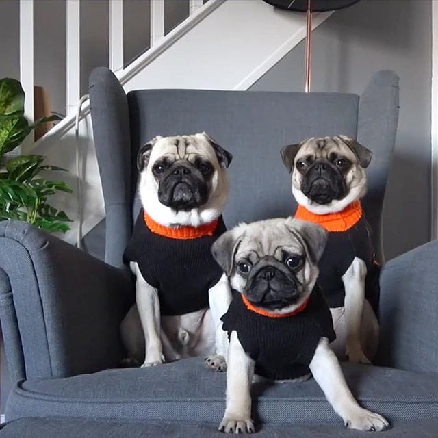 14 True Facts About Pugs - PetPress