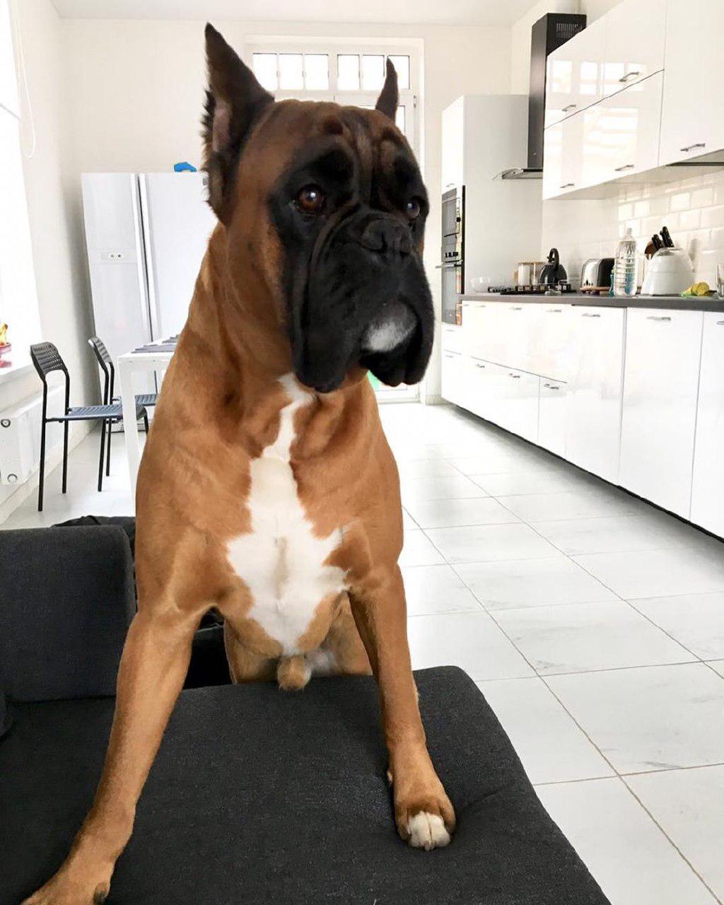 11 Unbelievable Things You Should Know About Boxers - Page 2 of 3 ...