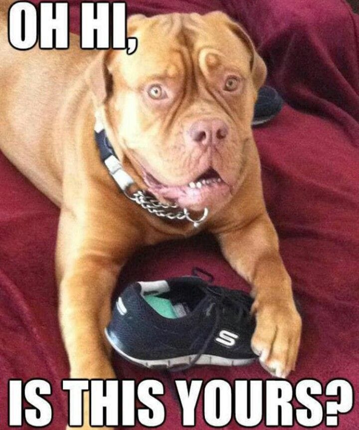 14 Mastiff Memes That Will Make Your Day - Page 2 of 3 - PetPress
