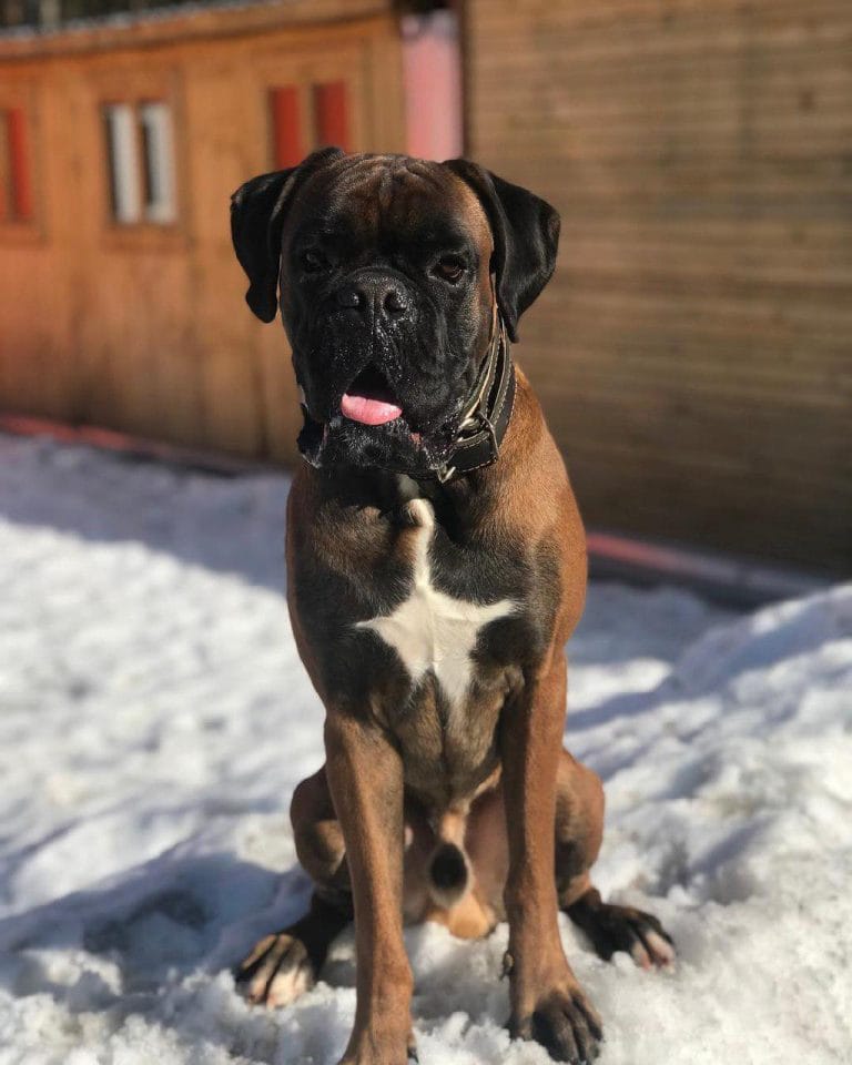 11 Unbelievable Things You Should Know About Boxers - PetPress