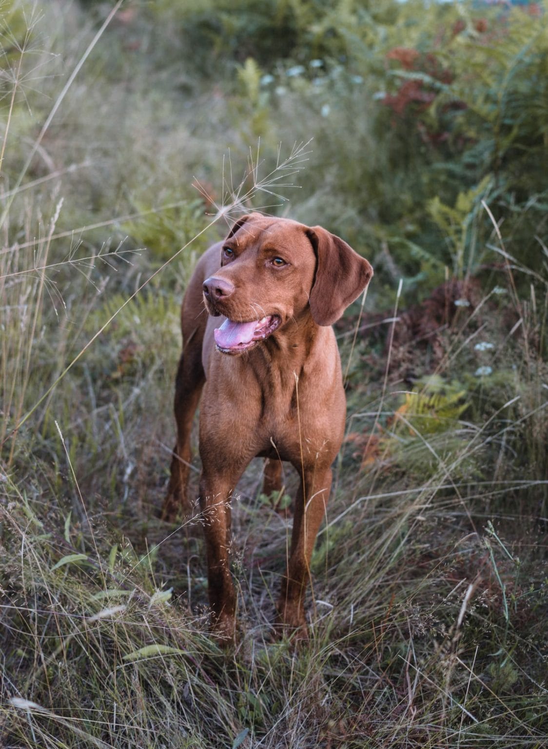 15 Things Only Vizsla Owners Would Understand - PetPress