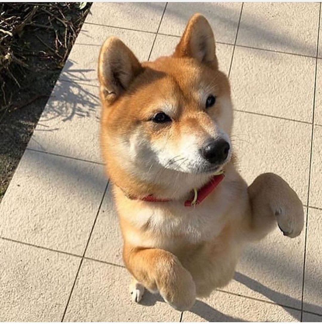 14 Amazing Pictures Of Shiba Inu That Are Just Too Cute - PetPress