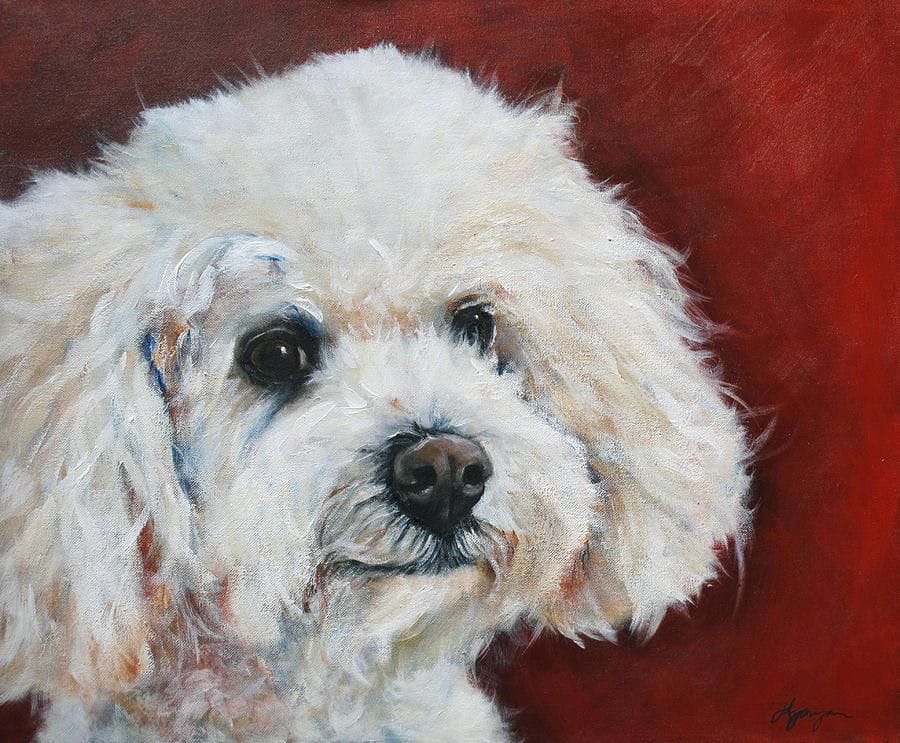 14 Colorful Bichon Frise Drawings - PetPress