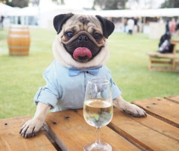 14 Reasons Why You Should Never, EVER Own Pugs - PetPress