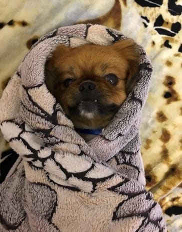 14 Funny Pekingese Pictures That Will Make You Smile! - PetPress
