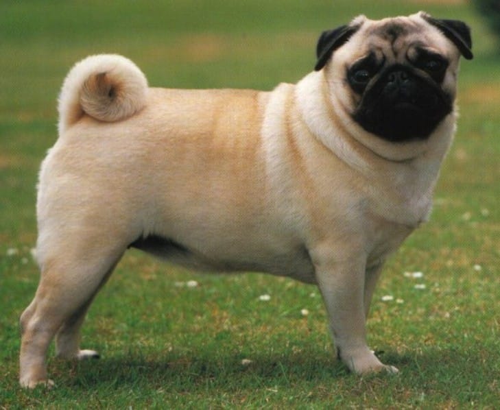 15 Reasons Why Pugs Are The Most Majestic Creatures On Earth - PetPress