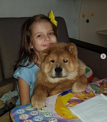 14 Activities Chow Chows Could Master If They were Human Being - PetPress