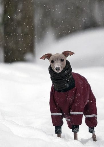 15 Things Every Whippet Lover Should Know - PetPress