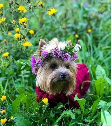 14 Cute Pictures Proving That Yorkies are True Flower Connoisseurs ...