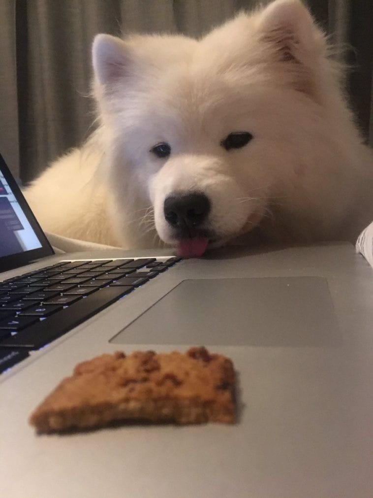 14 Pictures Of Samoyeds Just Being Their Perfect Selves - PetPress